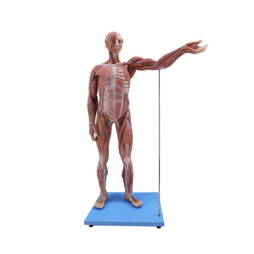 Whole body anatomical model - MeiWo Science - for teaching / silicone ...