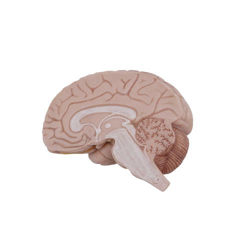 Brain model - MeiWo Science - for teaching / anastomosis / silicone