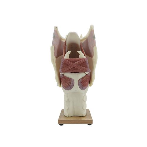 Larynx model - MeiWo Science - for teaching / silicone / with musculature