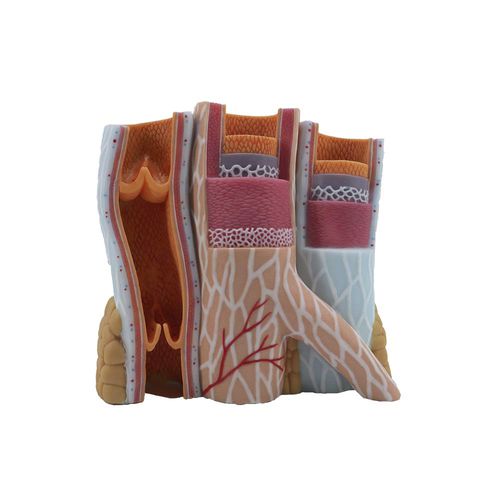 Artery model - MeiWo Science - vein / for teaching / silicone