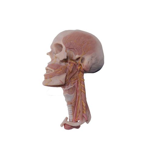 Head model - MeiWo Science - neck / for teaching / silicone