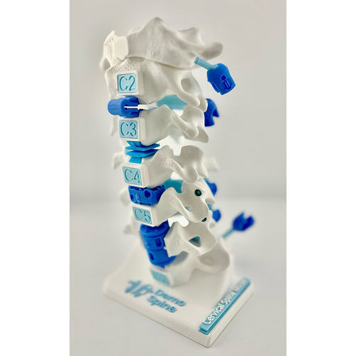 Cervical spine model - DemoSpine - surgery