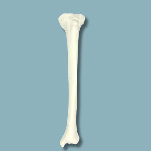 Tibia anatomical model - 03-02-01 - ADDIDREAM - surgery / training ...