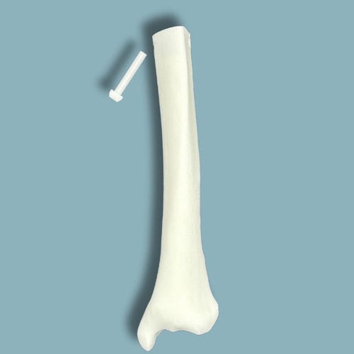 Tibia anatomical model - 03-14-01 - ADDIDREAM - surgery / training ...