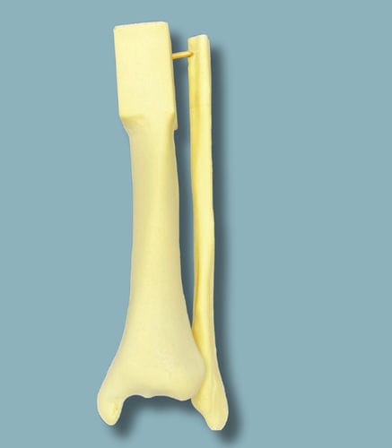 Tibia anatomical model - 03-19-01 - ADDIDREAM - fibula / surgery / training