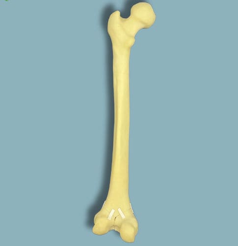 Femur anatomical model - 05-06-01 - ADDIDREAM - training / foam / yellow