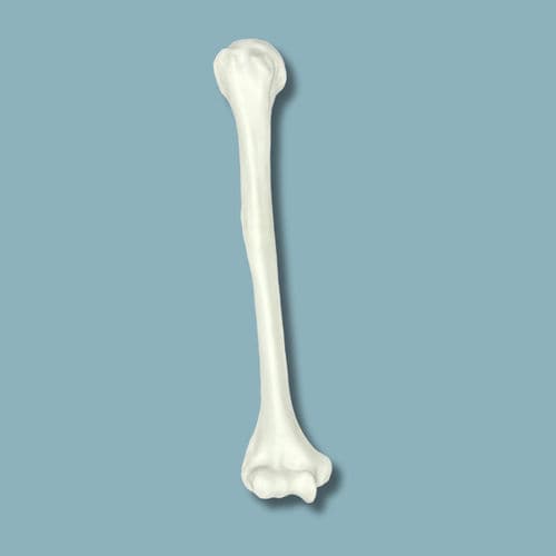 Humerus anatomical model - 15-01-02 - ADDIDREAM - surgery / training ...