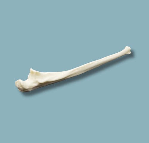 Ulna anatomical model - 22-01-01 - ADDIDREAM - surgery / training / trauma