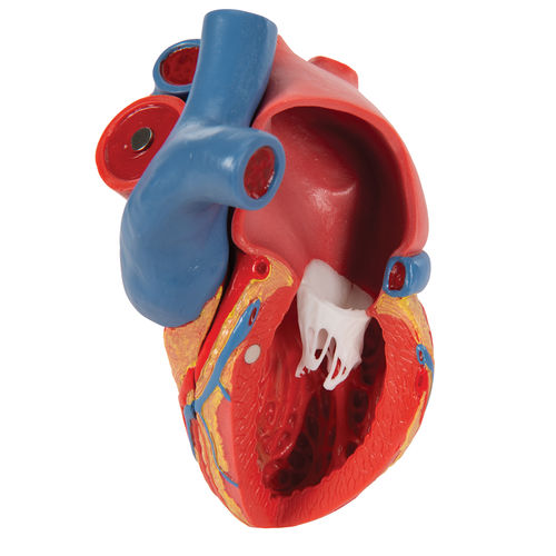 Plastic Heart Model Labeled