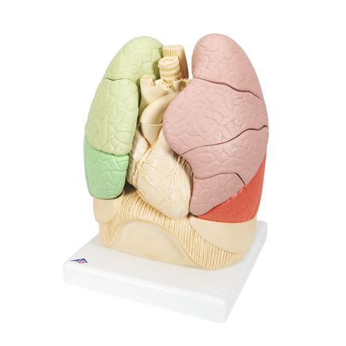 Lung model - G70 - 3B Scientific - for teaching