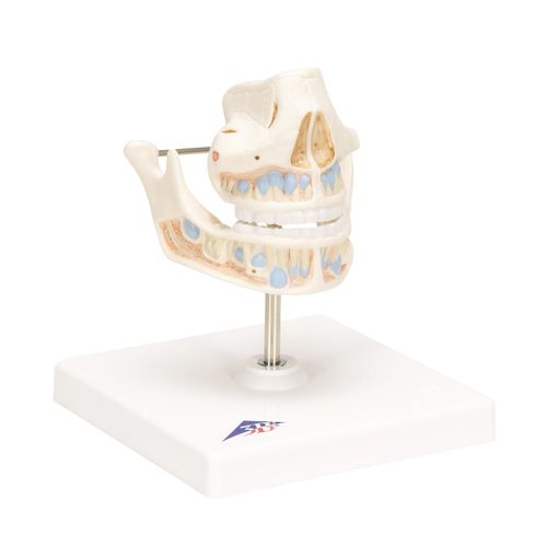 Jaw anatomical model - VE282 - 3B Scientific - teeth / for teaching / child