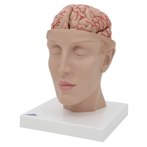 Head model - C25 - 3B Scientific - brain / for teaching