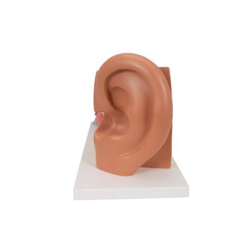 Ear model - E10 - 3B Scientific - for teaching