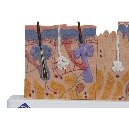 Skin anatomical model - J11 - 3B Scientific - for teaching / with nerves