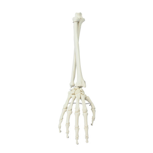 Radius anatomical model - 6008 - Erler-Zimmer - cubitus / hand / for ...