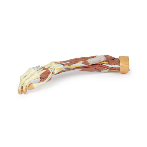 Arm anatomical model - MP1513 - Erler-Zimmer - for teaching