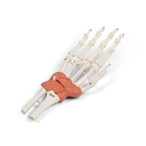 Wrist anatomical model - 6018 - Erler-Zimmer - pisohamate ligament ...