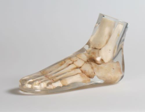 Real Human Skeleton Feet
