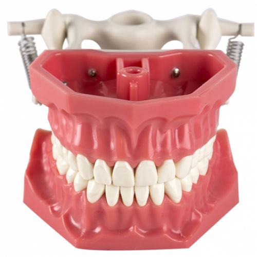 Jaw anatomical model - BLK 3405 - BILKIM CO. LTD. - for teaching