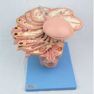 Skull model - GD/A30004 - Shanghai Honglian Medical Instrument - muscle ...