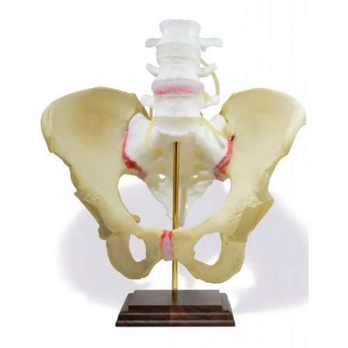 Pelvis model - Dynamic Disc Designs Corp. - lumbar vertebra / with ...