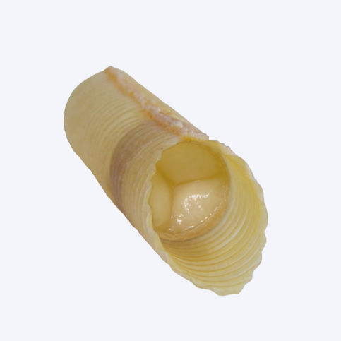 Artery vascular bioprosthesis - T08 - Labcor - with valve / pediatric