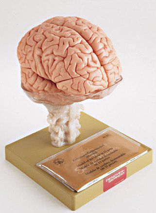 Skull model - A66 - Denoyer-Geppert - temporal / brain / cerebellum