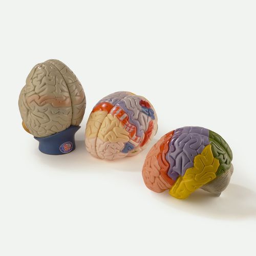 Temporal anatomical model - 0170GBS - Denoyer-Geppert - brain ...