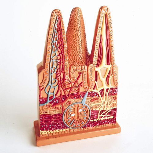 Small intestine model - 0142-00 - Denoyer-Geppert - lymphatic system ...