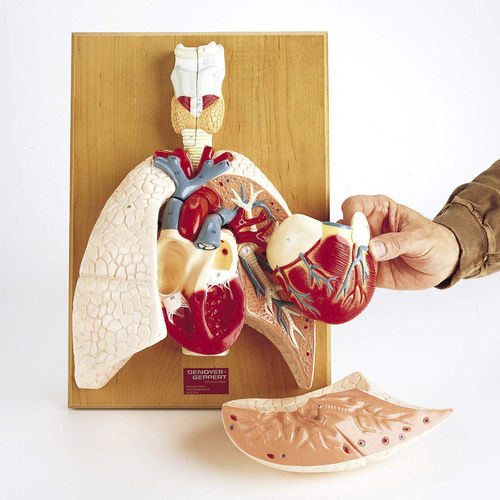Sinus model - 0192-00 - Denoyer-Geppert - heart / pulmonary artery ...