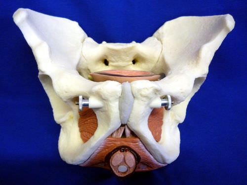 Pelvic floor model - ZKK-270-D - Educational + Scientific Products Ltd ...