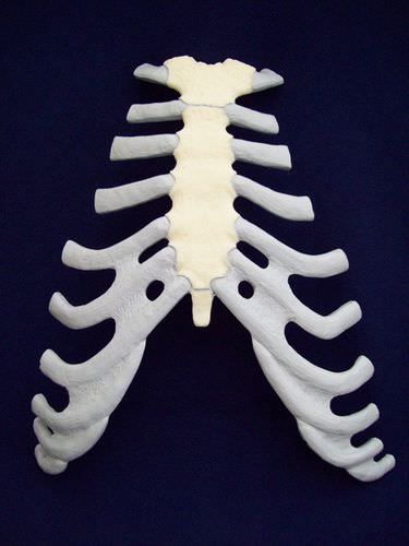 Sternum model - ZJY-240-030K - Educational + Scientific Products Ltd ...
