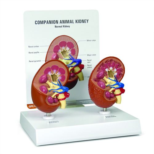 Renal artery anatomical model - 9210 - GPI Anatomicals - renal vein ...