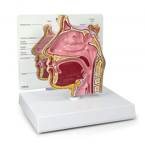 Sinus model - 2850 - GPI Anatomicals - nasal cavity / nose / nasal