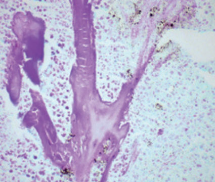 Staining solution reagent - Feulgen - BIO-OPTICA Milano - for histology ...