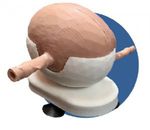 Bladder model, Bladder anatomy model - All medical device manufacturers