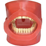 Mouth patient simulator - All medical device manufacturers