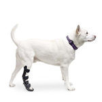 Veterinary splint - All medical device manufacturers