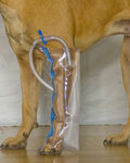 Canine veterinary splint - All medical device manufacturers