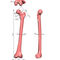 Bone model - 3403 - Sawbones/Pacific Research Labs - femur / for ...
