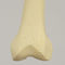 Femur anatomical model - 1100 - Sawbones/Pacific Research Labs - for ...