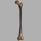 Femur anatomical model - 3403 - Sawbones/Pacific Research Labs - for ...