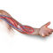 Saphenous vein vascular bioprosthesis - CryoVein® - Cryolife - allograft