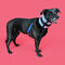 Dog veterinary cervical collar - BiteNot™ - KVP EU Ltd - adjustable