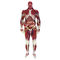Nervous system model - 102001 - SynDaver Labs - joint / muscular / male