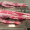 Surgical anatomy model - 101600 - SynDaver Labs - body / skeleton / heart
