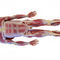 Surgical anatomy model - 101600 - SynDaver Labs - body / skeleton / heart