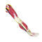 Leg anatomy model - 102450 - SynDaver Labs - nervous / hip / knee
