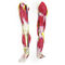 Leg anatomy model - 102450 - SynDaver Labs - nervous / hip / knee