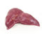 Liver anatomy model - 130610 - SynDaver Labs - biliary / surgical ...